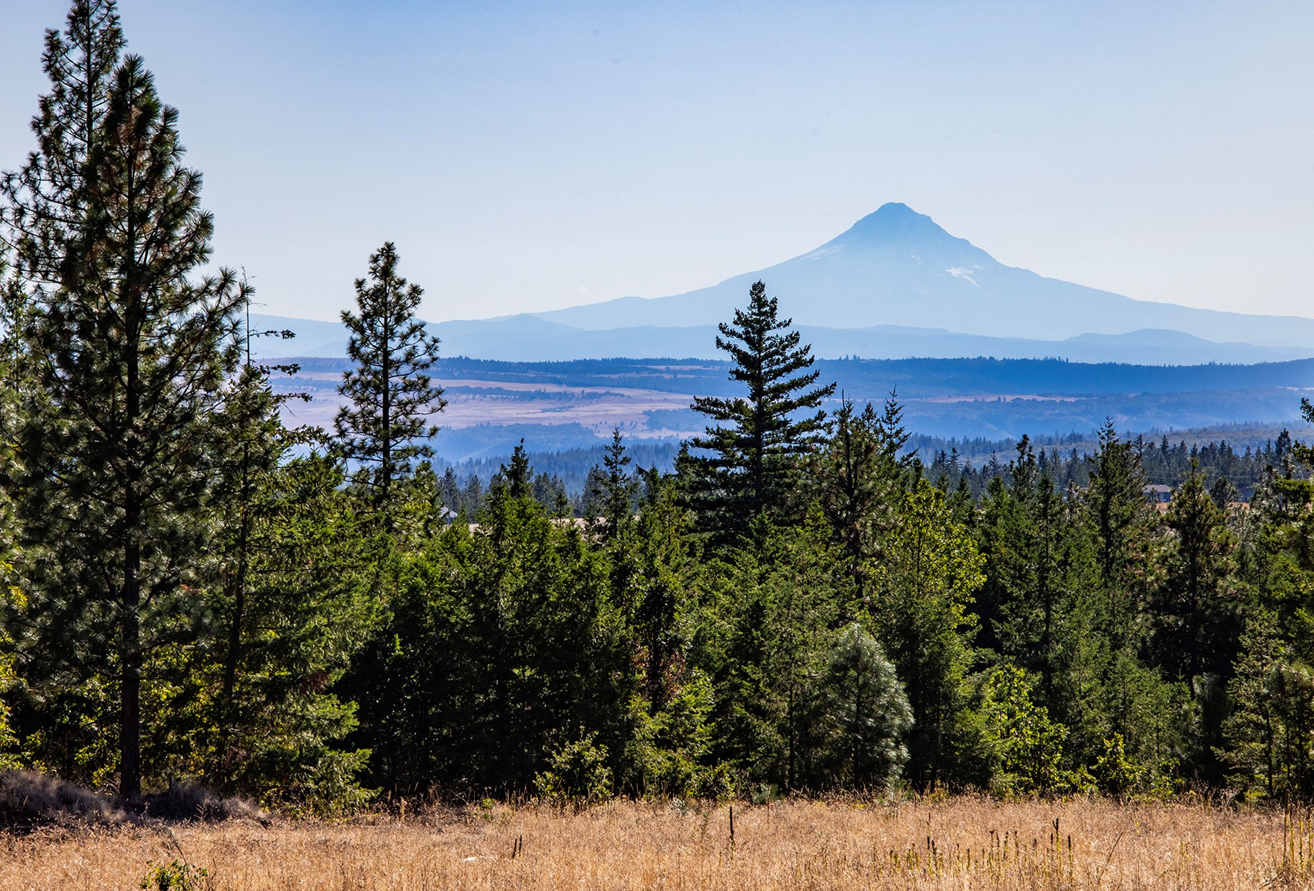 Ranger's Meadows